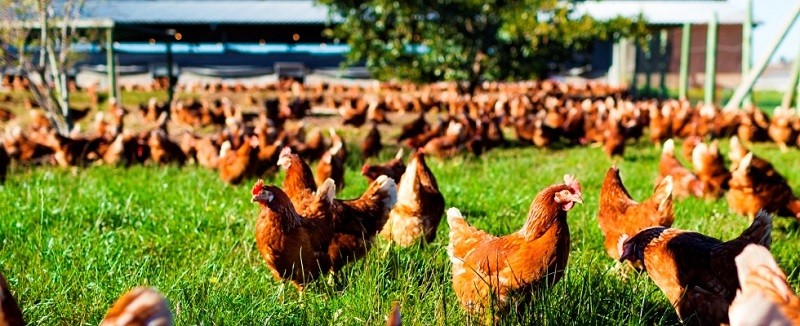 Chelatrix Layer C5232k Granular Form Fábrica, Comprar buena calidad ...